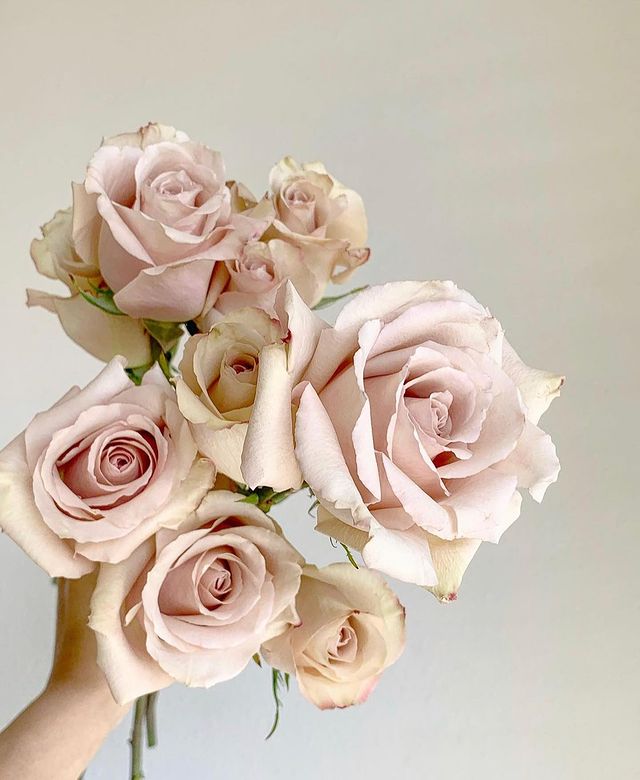 The Quicksand Rose, Queen of the Neutral Wedding Flowers - Nashville ...
